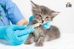5 Best Dewormers for Cats - Apr. 2025 - BestReviews