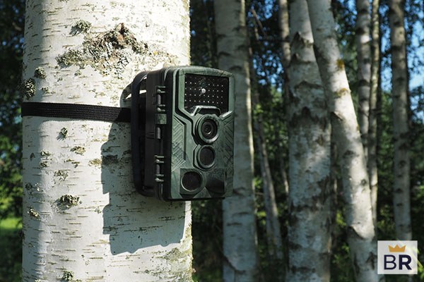5 Best Trail Cameras - Sept. 2025 - BestReviews